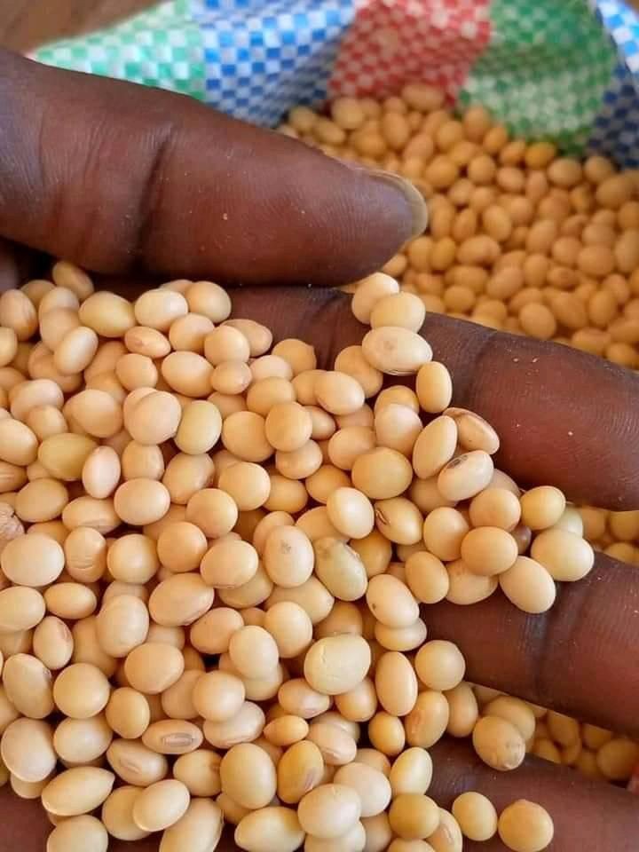 Buy Soya Beans Seeds For Sale from SCRUM CONTRACTORS AND GENERAL ...