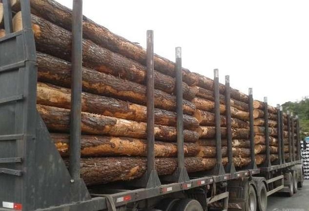 Buy Pinus Caribaea from Terra Verde Trading Company, Brazil ...