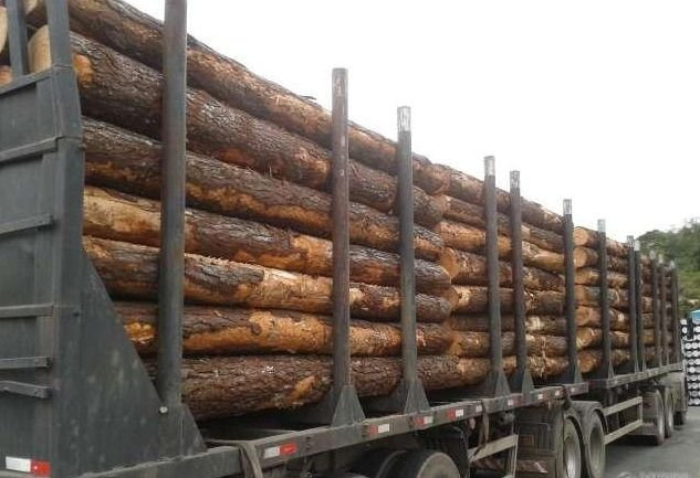 Buy Pinus Caribaea from Terra Verde Trading Company, Brazil ...