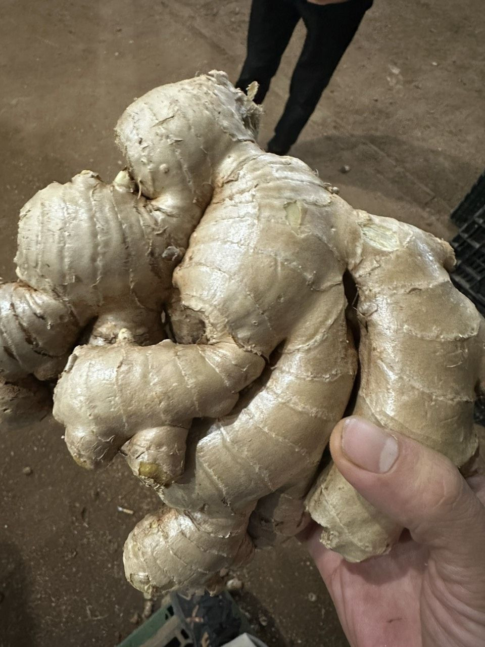 Buy High Quality Fresh Ginger From Vietnam 2023 Fresh Ginger Export ...