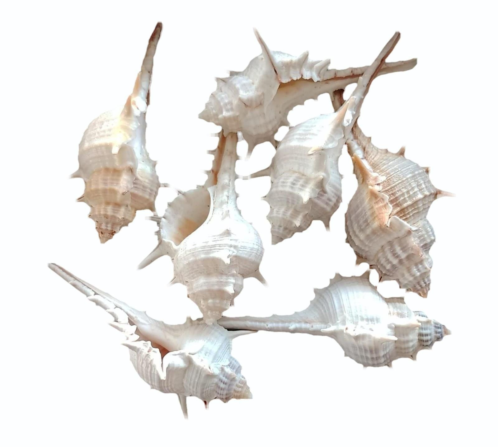 Buy Murex Ternispina Shell from AR SEA SHELLS, India | Tradewheel.com