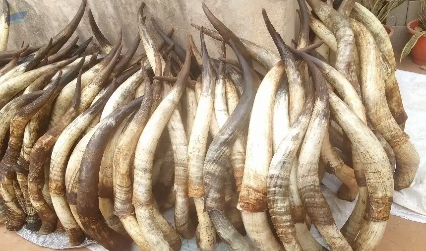 Buy Cow Horns , Paired Raw Cow Horn from Top Level Network LLC, USA ...