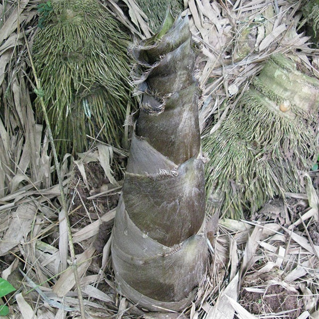 Buy Authentic Fresh Harvest Tropical Plant Bambusa Polymorpha Bamboo ...