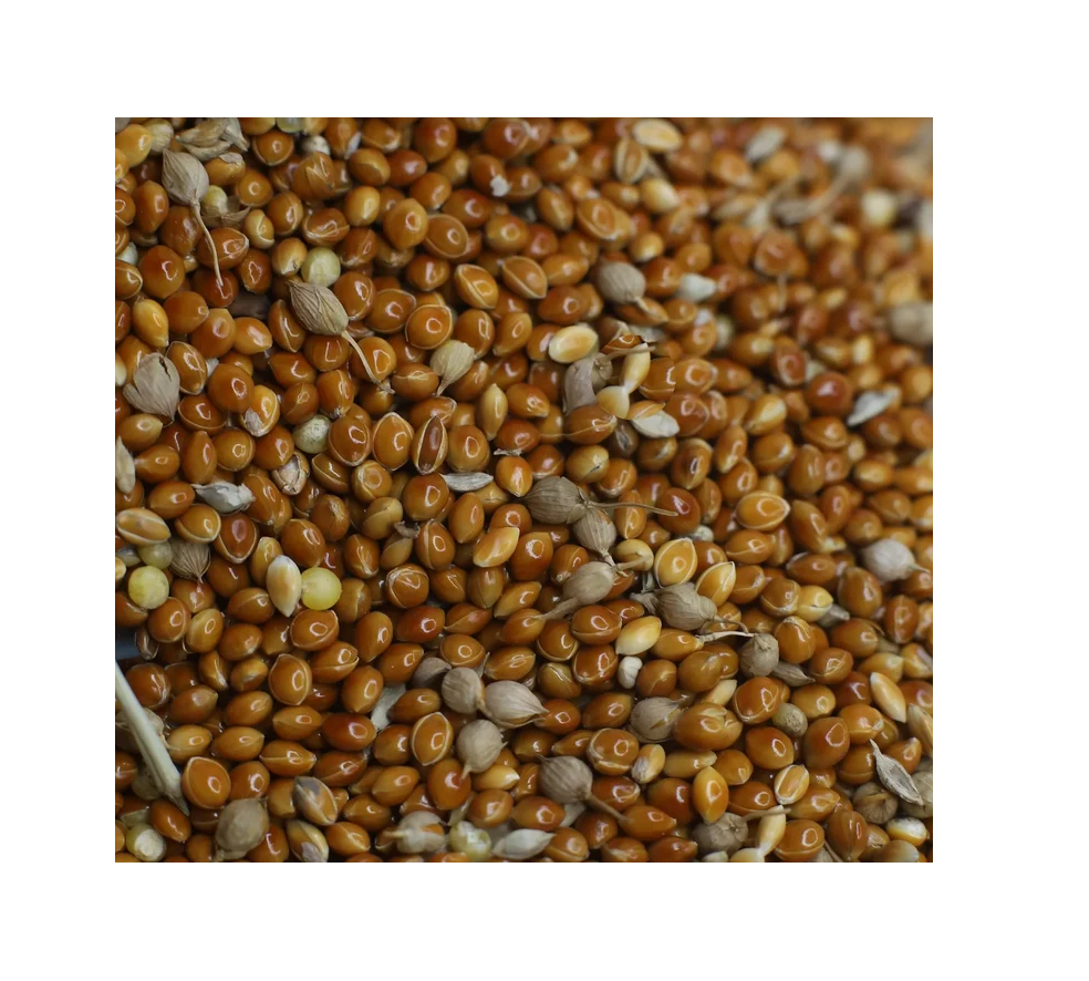 Buy Russian Natural Grain Barley from RUSUN EXPORT LLC, Russia ...