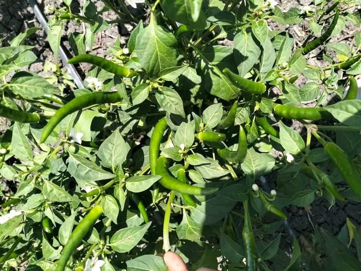 Buy Fresh Green Chilli from Vellula group ltd, Kenya | Tradewheel.com