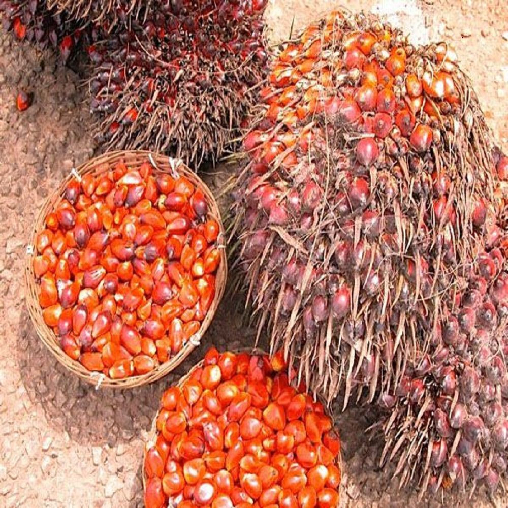Buy Red Palm Oil from Green Glory Farms LTD, Nigeria | Tradewheel.com