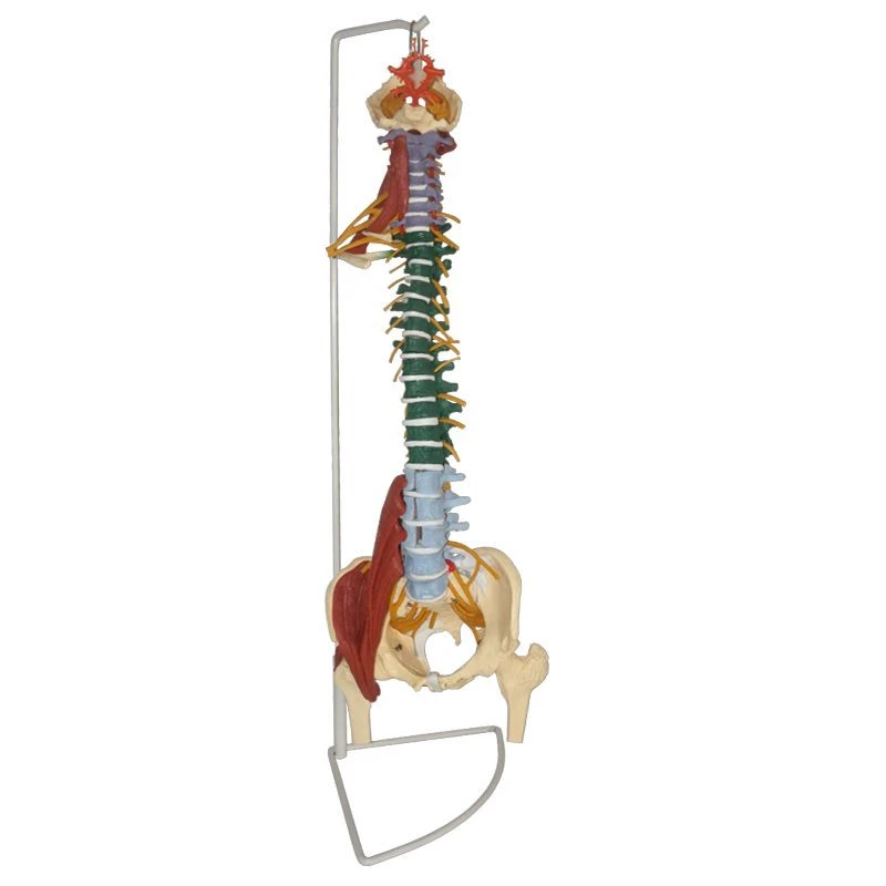 Buy Human Flexible Plastic Spine Vertebrae Model from ryan, China ...