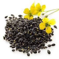 Buy Canola Seeds from Tradal Holdings, United Kingdom | Tradewheel.com