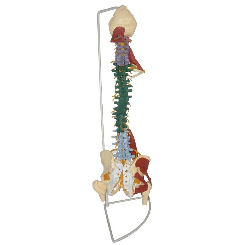 Buy Human Flexible Plastic Spine Vertebrae Model from ryan, China ...