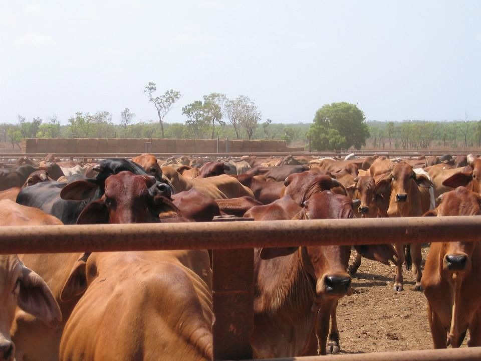 Buy Livestock (brahman, Angus, Dorper, Boer) from AA Global Sdn Bhd ...