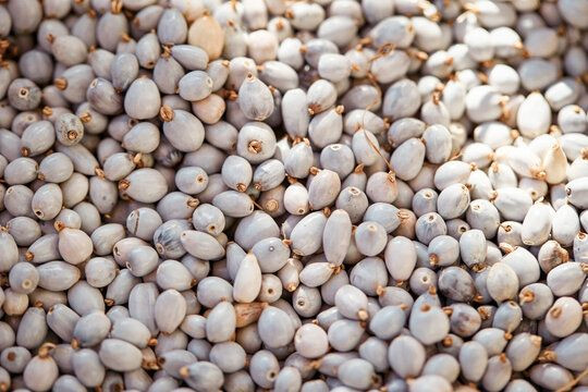 Buy Quality White Sorghum Seeds Grade A from Bright Future Exterprise ...