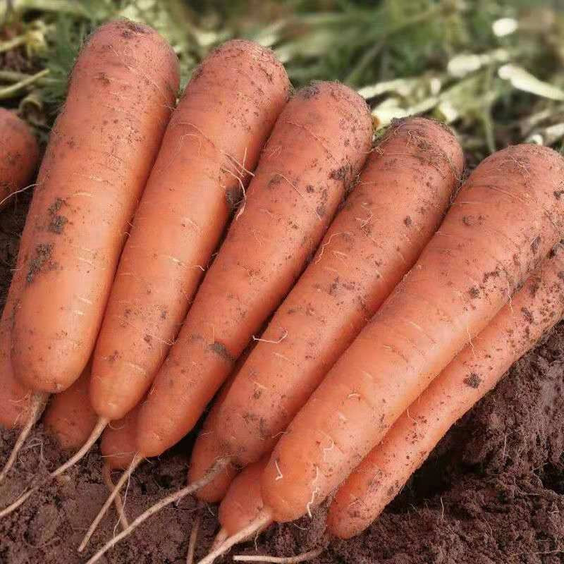 Buy China Fresh Carrot 200g Big Size from Gansu Sheng'an Shijijiayuan ...