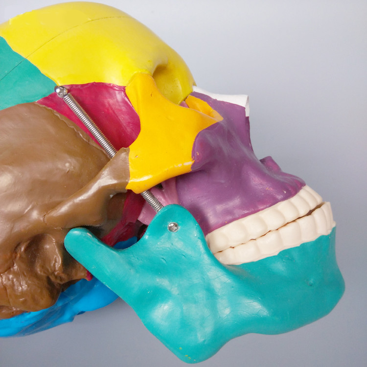 Buy Skull Model Biology Model Human Colored Skull Model /biological ...