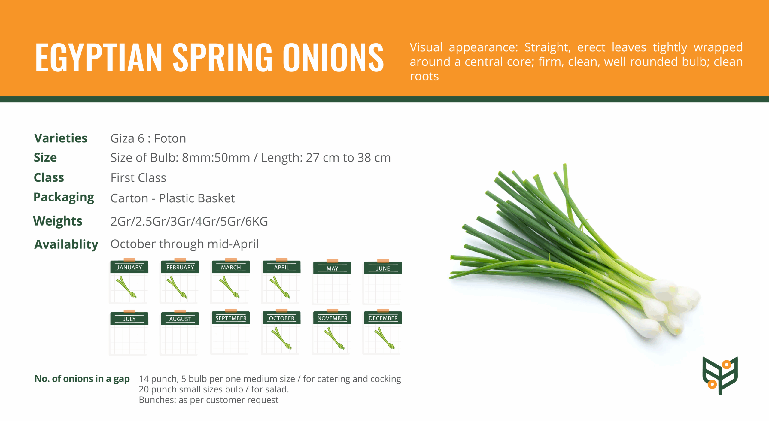 Buy Egyptian Spring Onions from Green Agro Exports, Egypt | Tradewheel.com