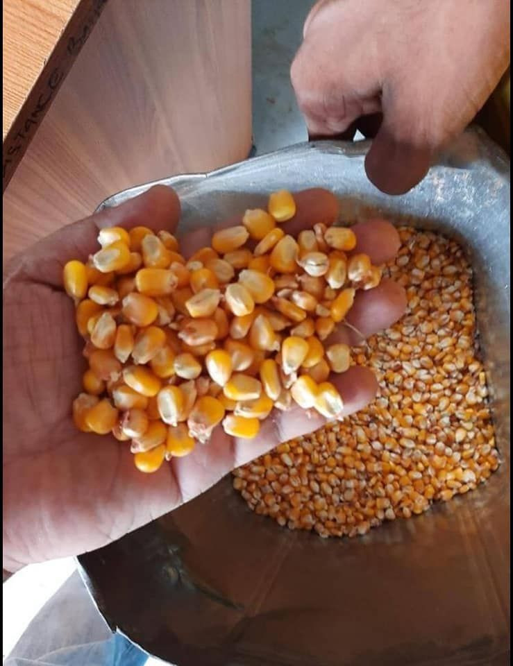 Buy Non Gmo Yellow Corn Maize from Daltam Warehouse Company Limited ...