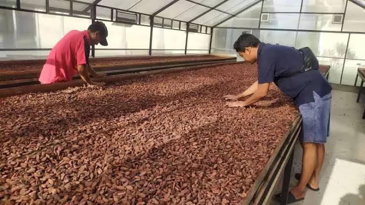 Buy Cocoa Alpha from Alpine Strata, USA | Tradewheel.com