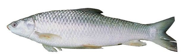 Buy Mrigel Fish from MAYYU ROYAL COMPANY LIMITED, Myanmar | Tradewheel.com