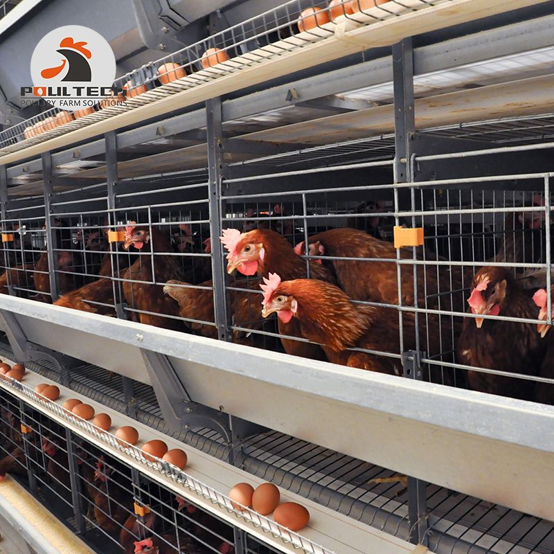 Buy Layer Poultry Farming Equipment H Type Automatic System Battery ...