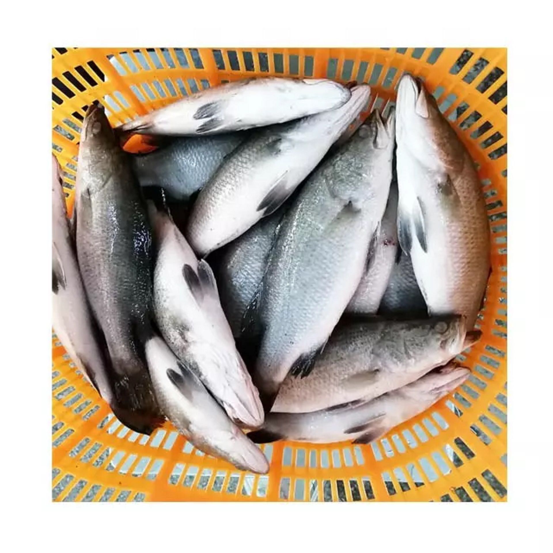 Buy Barramundi Fish from DOX GMBH, Germany | Tradewheel.com