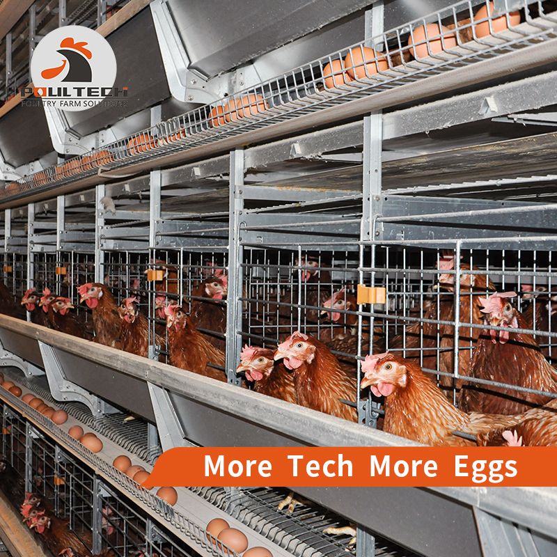 Buy Layer Poultry Farming Equipment H Type Automatic System Battery ...