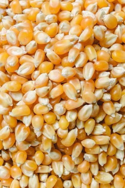 Buy High-quality Yellow Corn – Grade 1 Maize For Feed & Food Use from ...