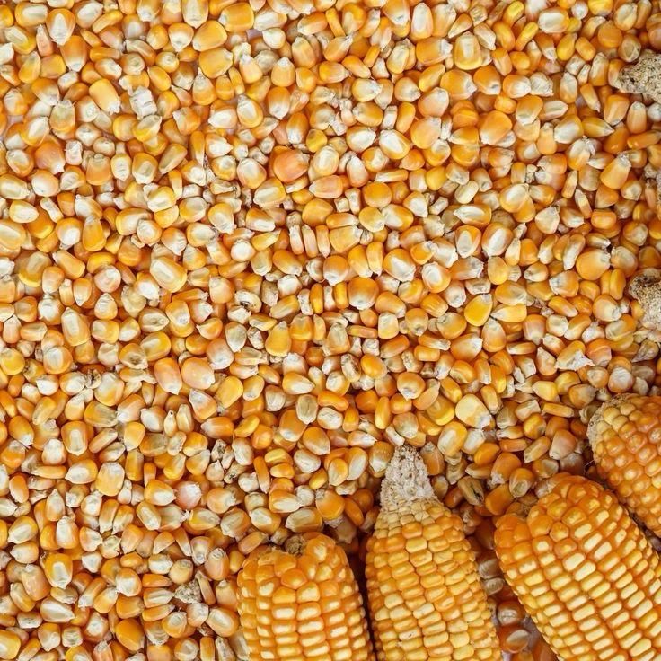 Buy High-quality Yellow Corn – Grade 1 Maize For Feed & Food Use from ...