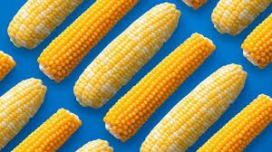 Buy Animal Feed / Feed Grade Yellow Maize Corn White Corn For Animal ...