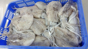 Buy Frozen Cuttlefish Whole Round /whole Baby Cuttlefish Cleaned from ...