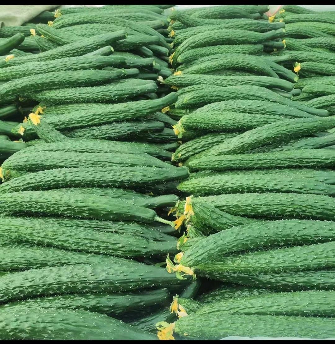 Buy Cucumber from Integrated Fruit and Vegetable Free Trade Co., Ltd ...