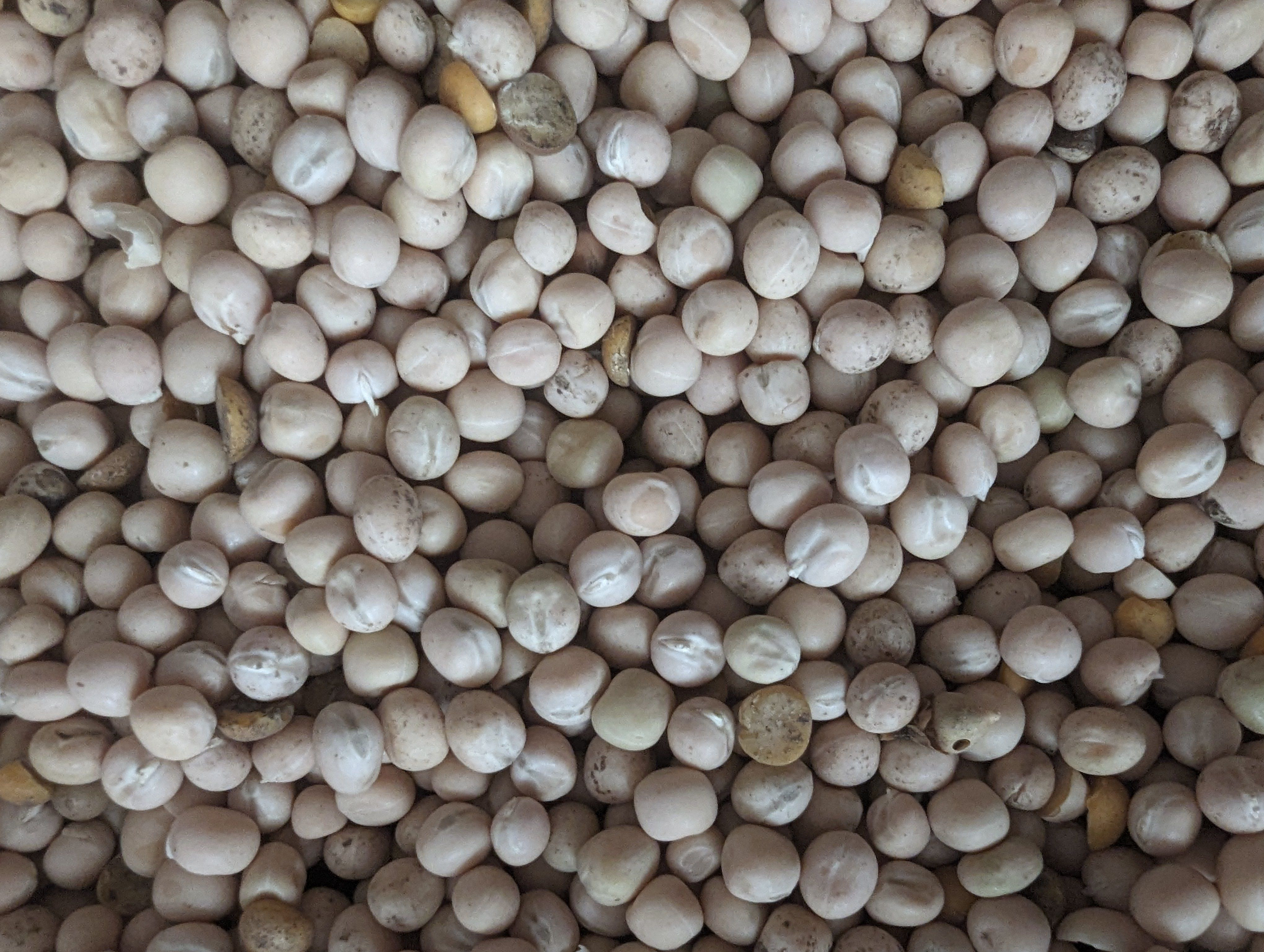 Buy Finest Yellow Peas - Whole And Split Varieties from Zenith Eclipse ...
