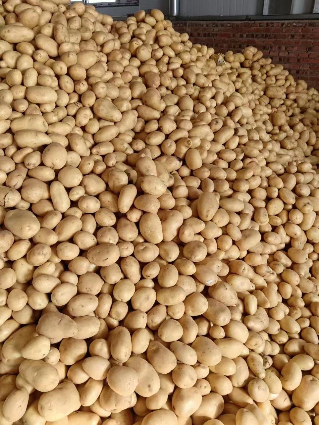 Buy New Crop Vegetables Wholesale Potato from Shanxi Ruobin Network ...
