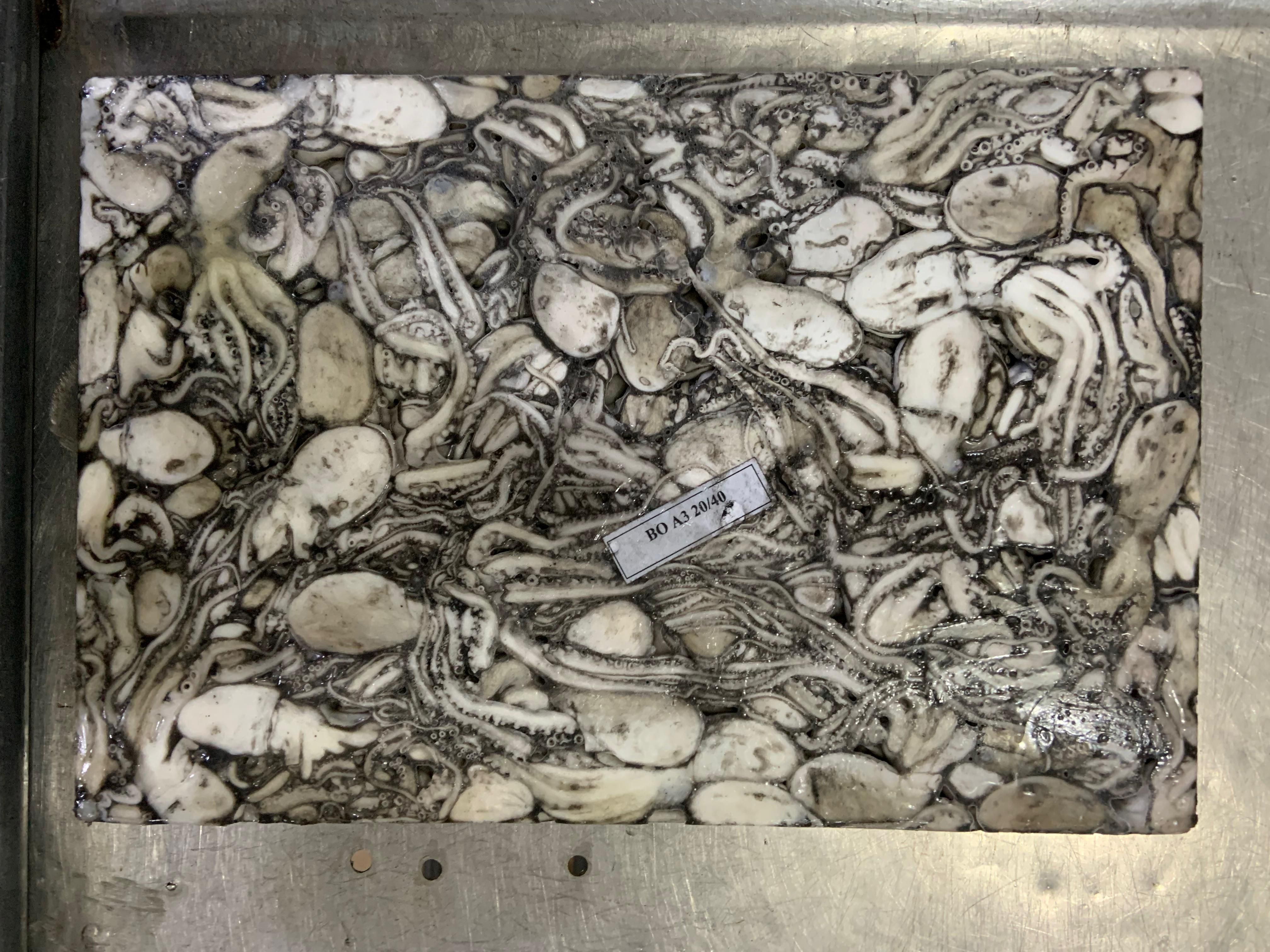 Buy Frozen Ori Whole Round Baby Octopus from ANUGERAH KERAMAT INDAH ...