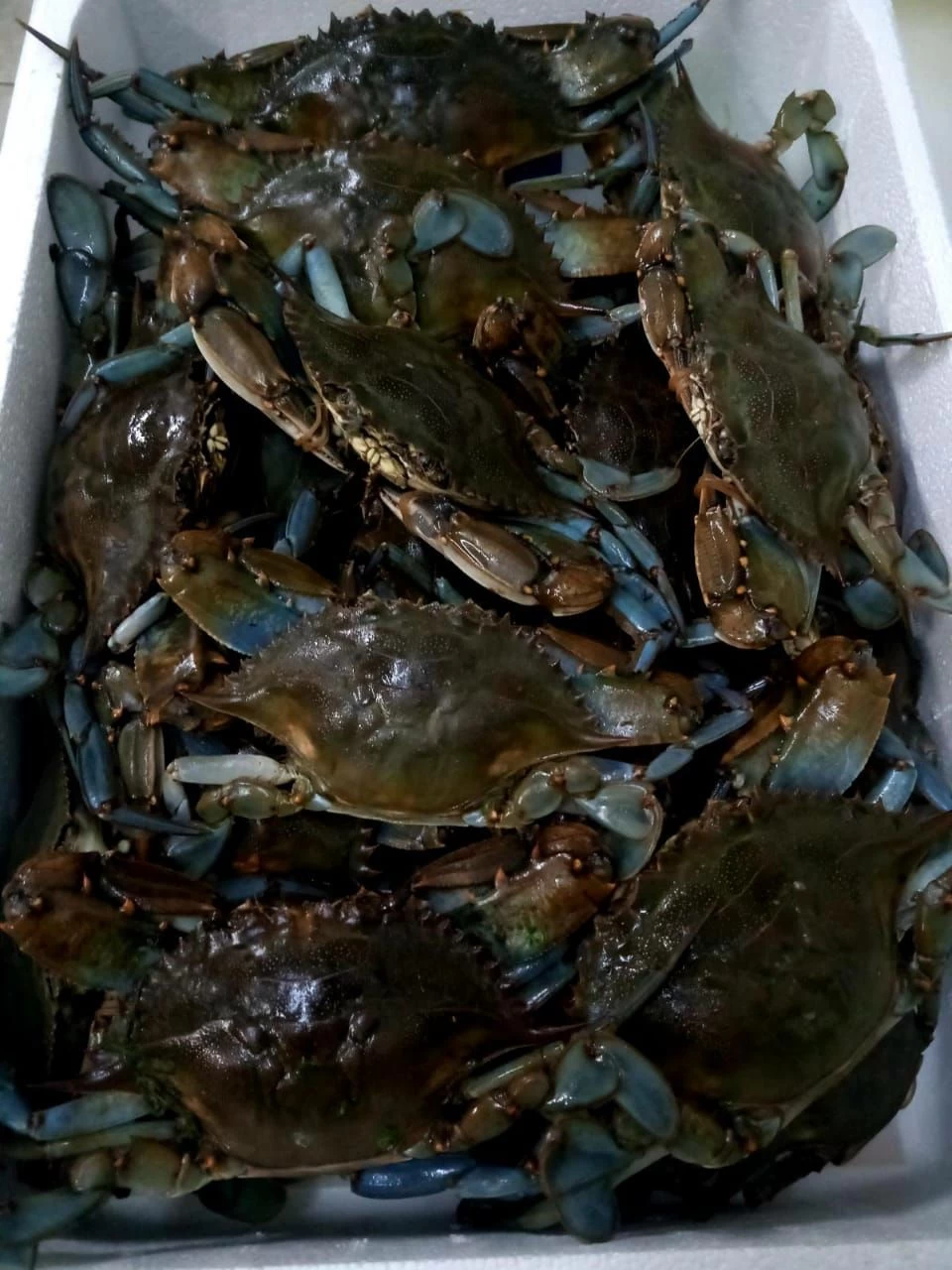 Buy Fish. Live Blue Crabs. Chicken Feet And Paws. from El Mar fish ...