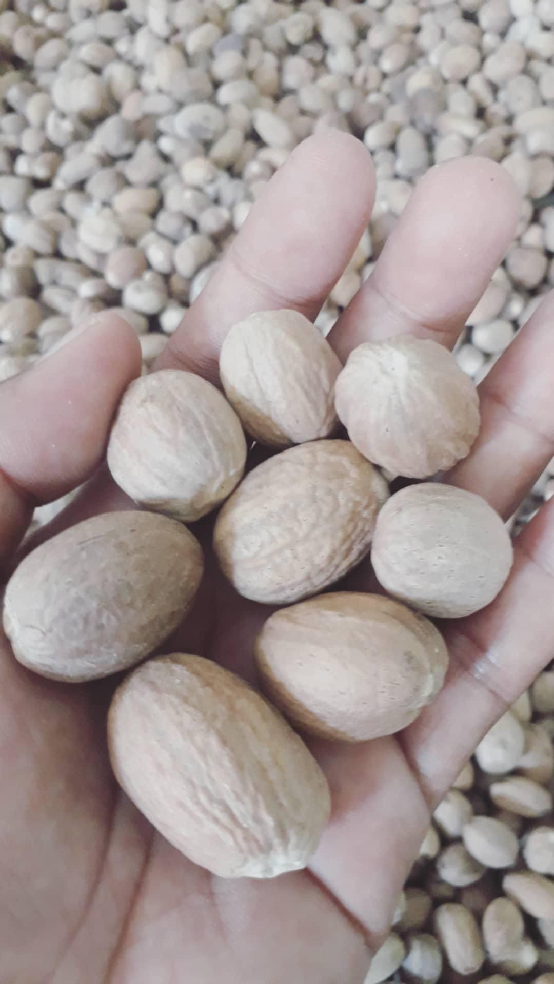 Buy Nutmeg Abcd from Asri Agro, Indonesia | Tradewheel.com