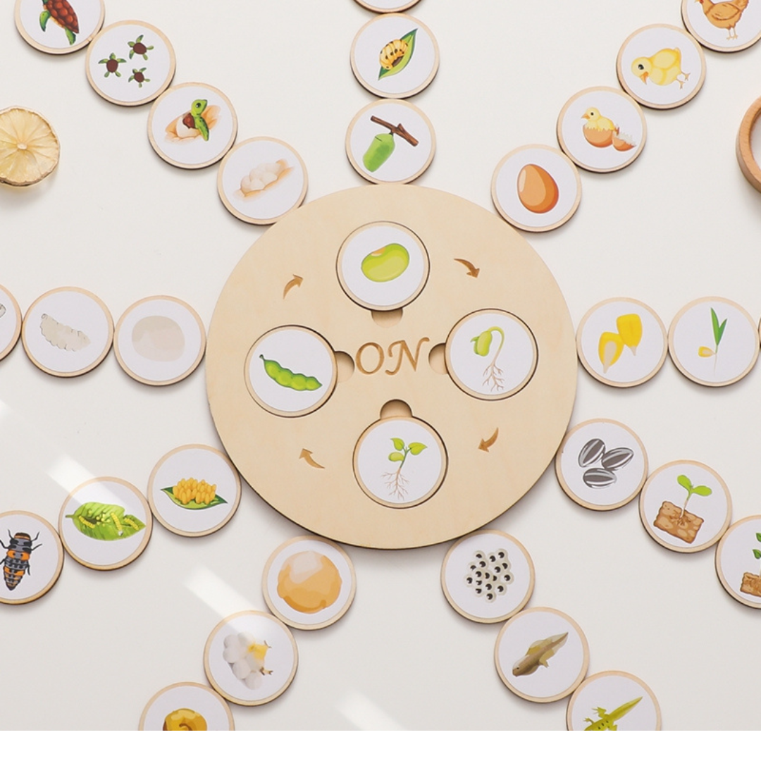 Buy Montessori Animal & Plant Life Cycle Board Set from Elegant Spend l ...