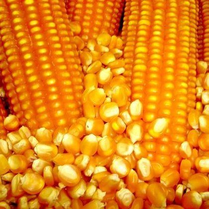 Buy Grade 1 Non Gmo White And Yellow Corn/maize from jaruwan, Tanzania ...