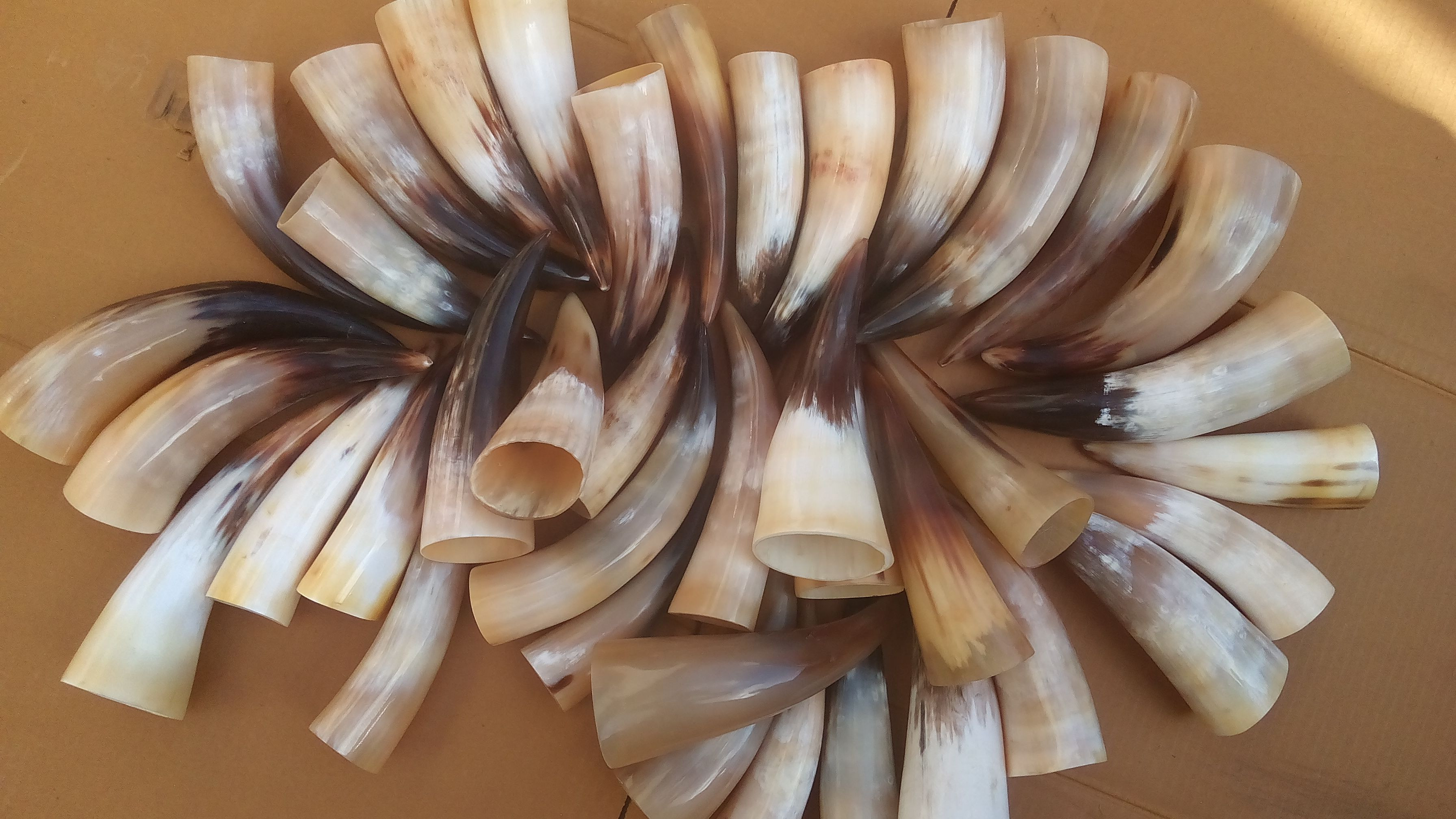 Buy Cow Horn Drinking Horn from Basic Agro Tech Nig Ltd, Nigeria ...