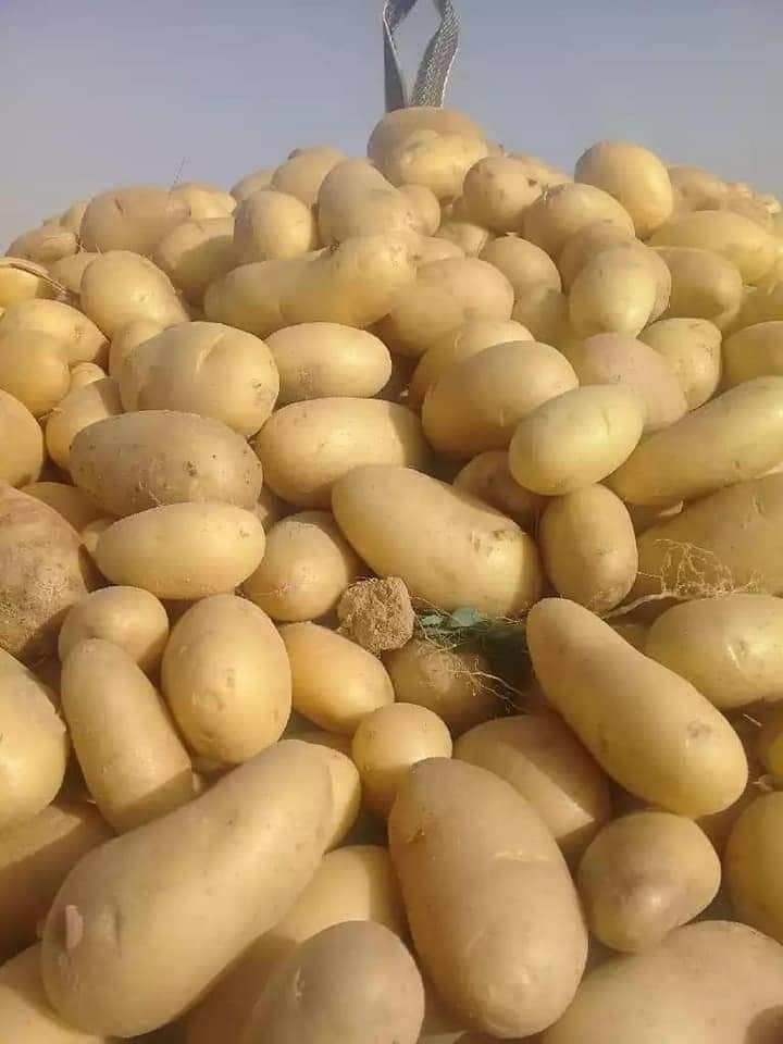 Buy Egyptian Potatoes from Pronet International, Egypt | Tradewheel.com
