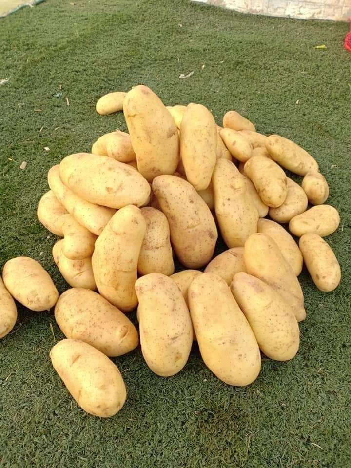 Buy Egyptian Potatoes from Pronet International, Egypt | Tradewheel.com