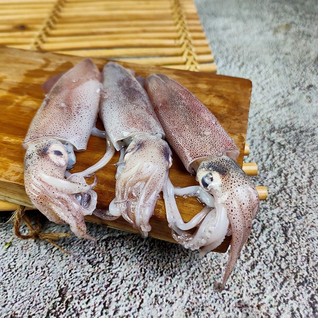 Buy Loligo Squid from PT. Global Trade Impex Pro, Indonesia ...