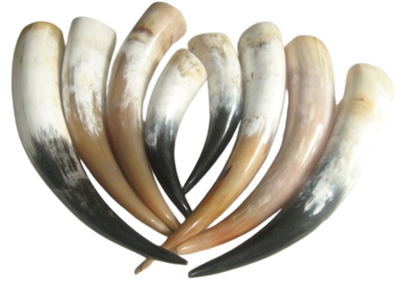 Buy Cow Horn Drinking Horn from Basic Agro Tech Nig Ltd, Nigeria ...