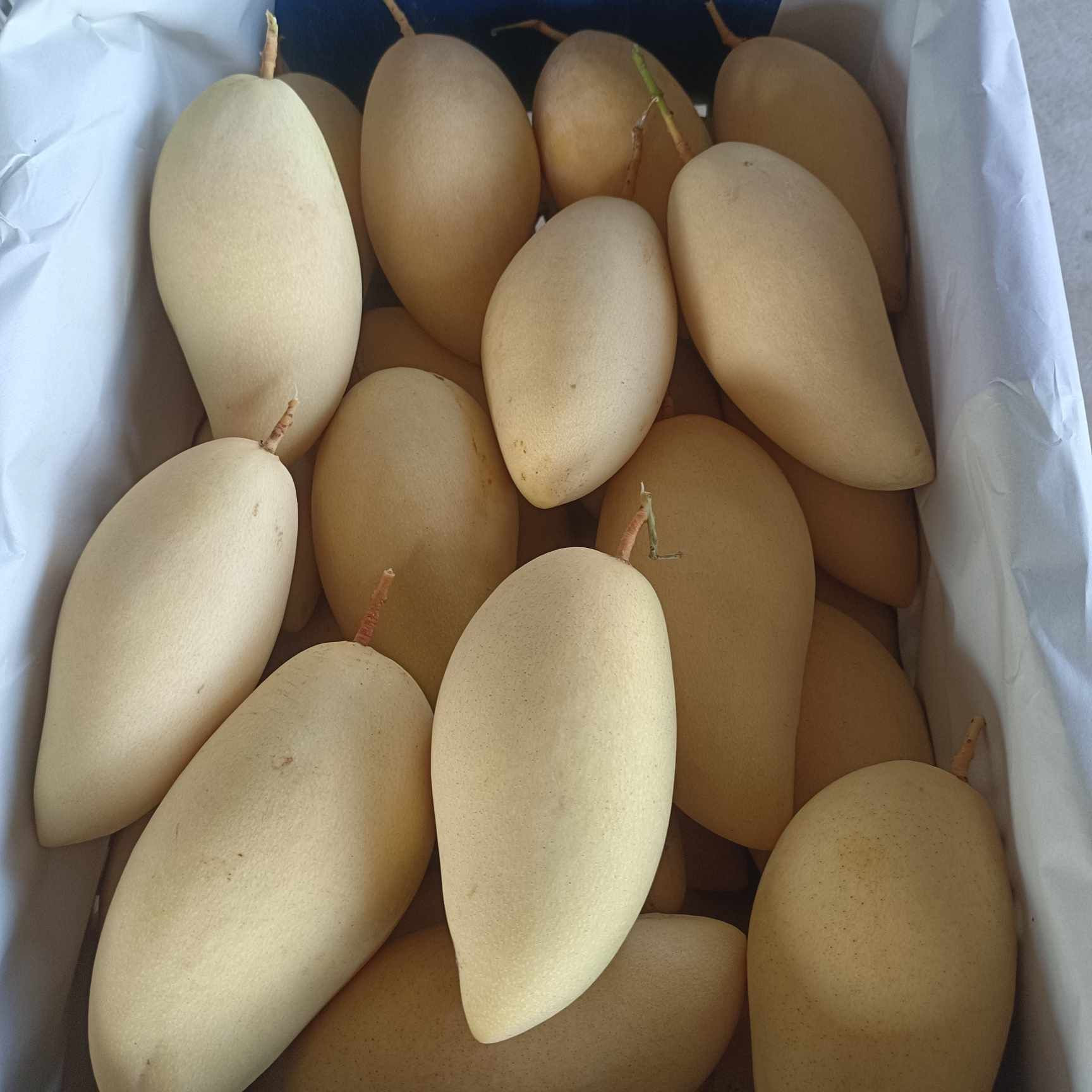 Buy Fresh Mango Nam Dok Mai from FRESHIE FOOD EXPORT (THAILAND) CO.,LTD ...