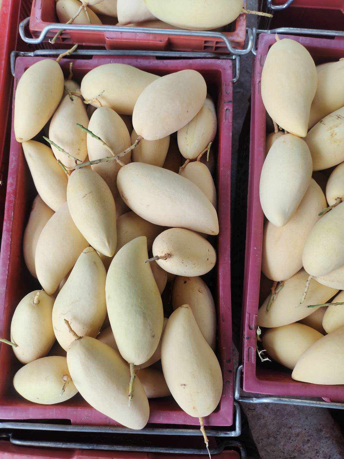 Buy Fresh Mango Nam Dok Mai from FRESHIE FOOD EXPORT (THAILAND) CO.,LTD ...