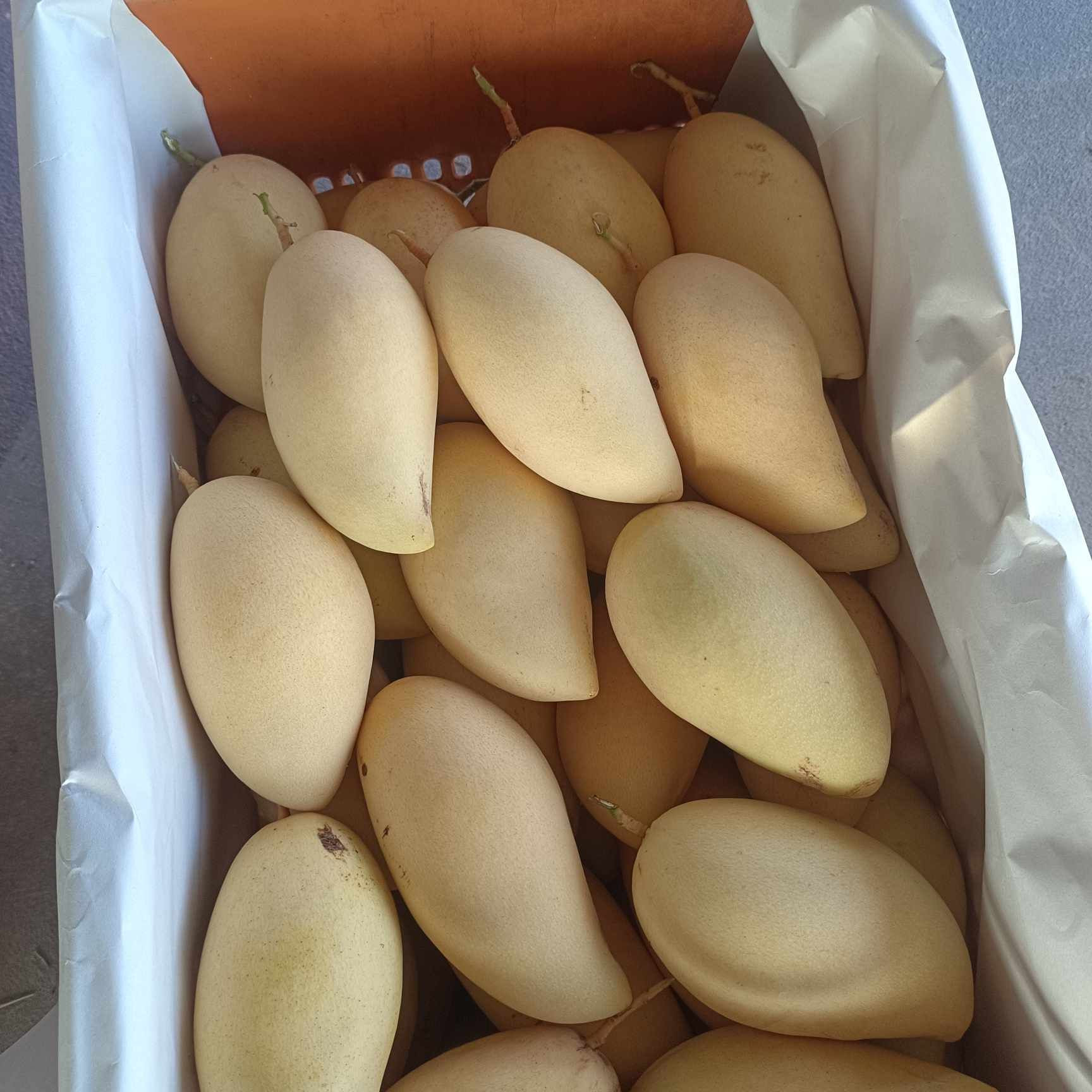 Buy Fresh Mango Nam Dok Mai from FRESHIE FOOD EXPORT (THAILAND) CO.,LTD ...