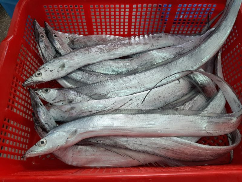 Buy Premium Quality Fresh Frozen Whole Ribbon Fish For Sale from Bright ...