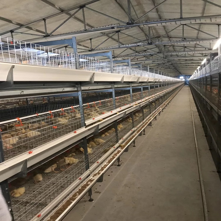 Buy Automatic Broiler Cage Multitier Poultry Equipment /broiler Breeder ...