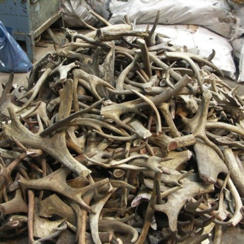 Buy Best Grade Red Deer Antlers, Red Deer Antlers Horns. from Ivory ...