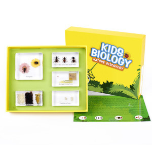 Buy Different Types Preserved Biological Specimen Butterfly Bottle Real ...