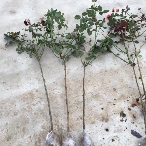 Buy Beautiful Flowering Rose Seedlings, Bare Root, Potted Available ...