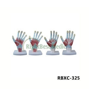 Buy Human Palm Anatomy Model Medical Science from Hangzhou RightBest ...